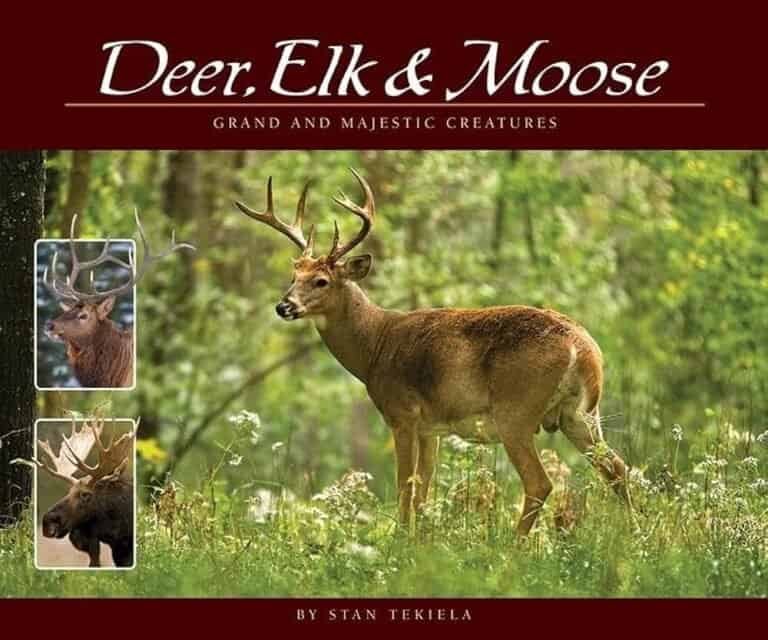 Are Elk And Moose the Same? Discover the Truth about These Majestic ...