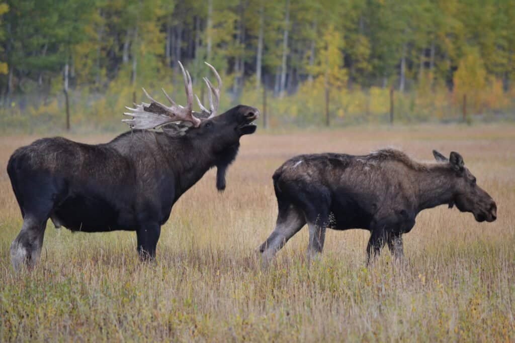What Color is a Moose? Unveiling the Unexpected Shades of Nature's ...