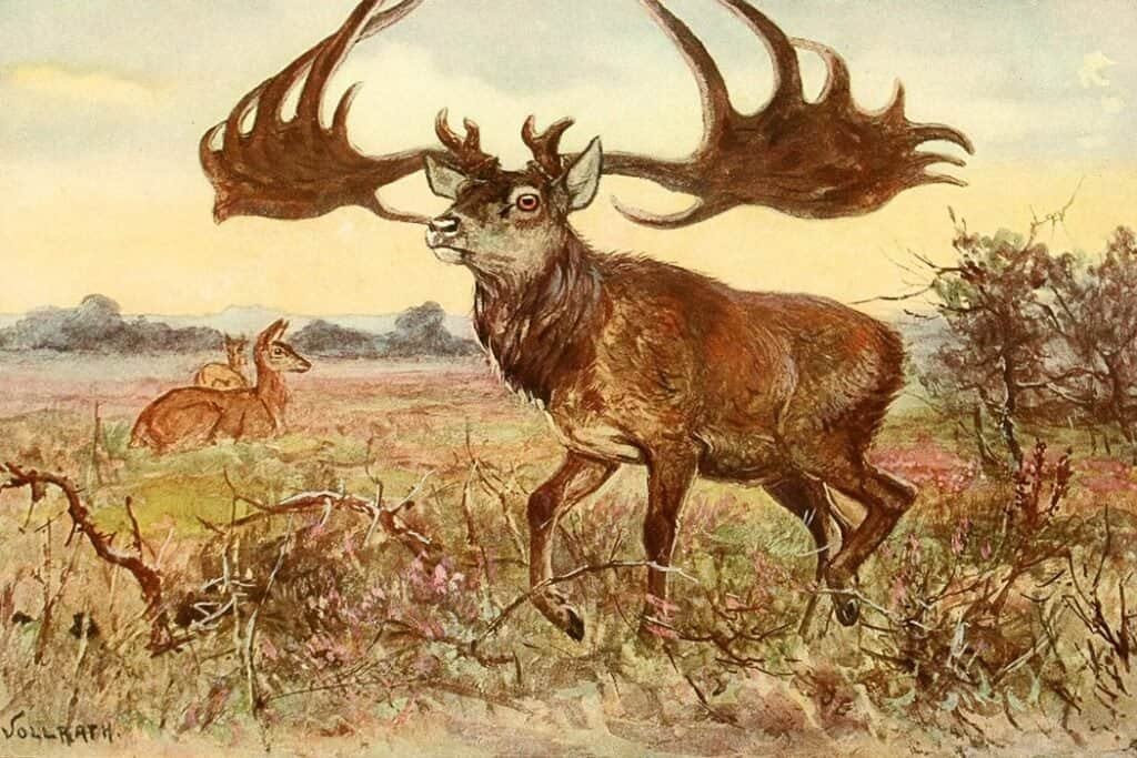 Unveiling the Mysteries: Do Moose Shed Antlers Annually? - Best ...