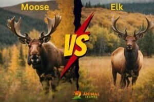How Big is a Moose Compared to a Person: Unveiling the Astonishing Size ...