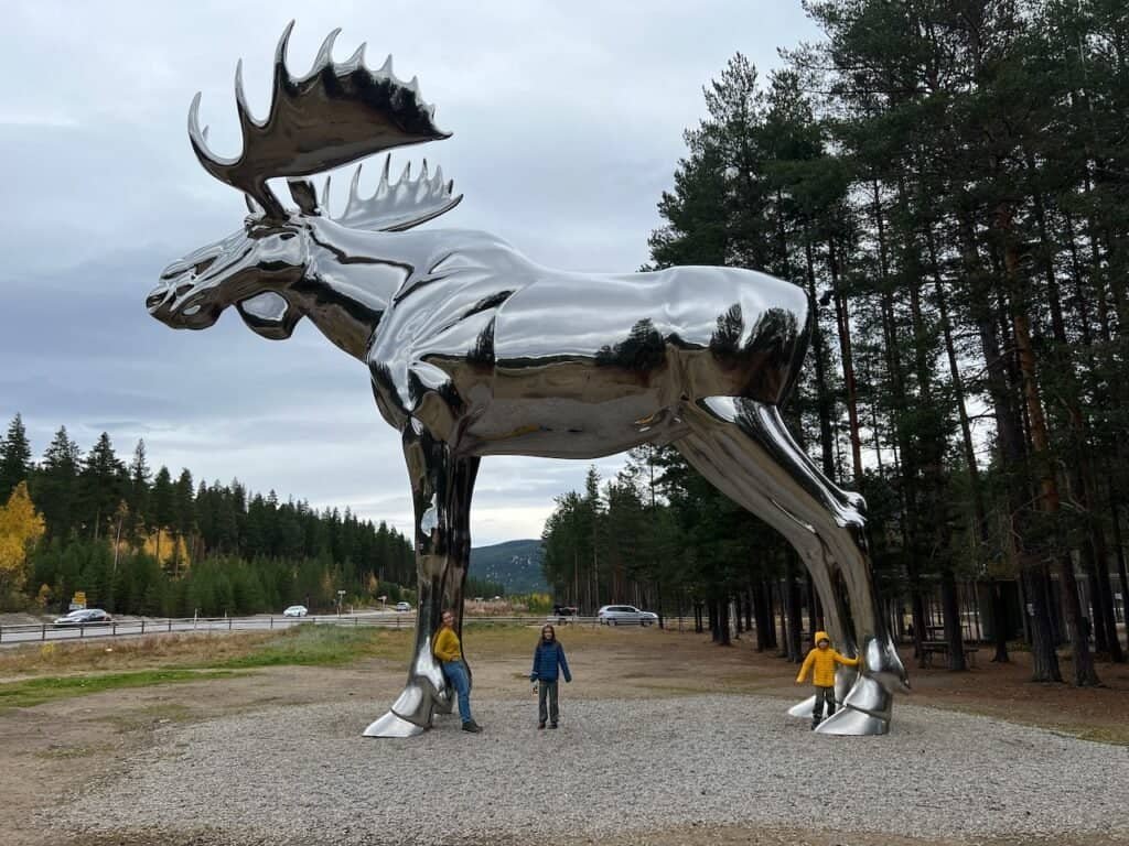 How Many Moose in Canada: Unveiling the Gigantic Population - Best ...