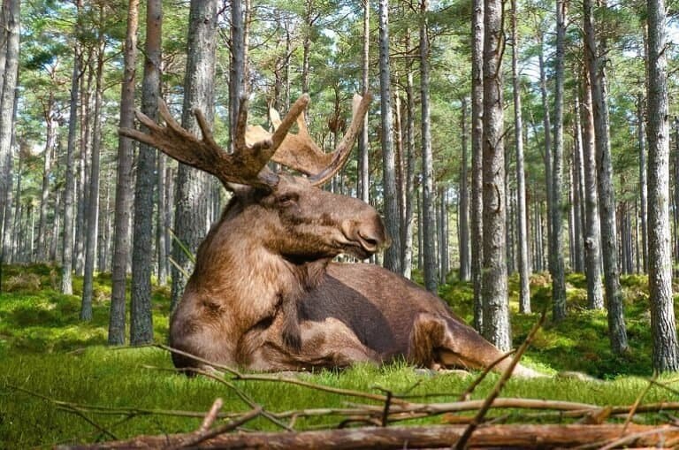 Discover the Majestic Stature: How Tall is a Moose at the Shoulder ...