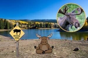 Unveiling the Staggering Height of the Average Moose - Best Wildlife ...