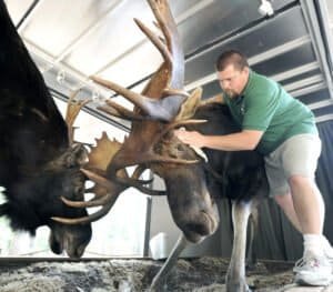 Moose Compared to Deer: Unveiling the Ultimate Battle - Best Wildlife ...