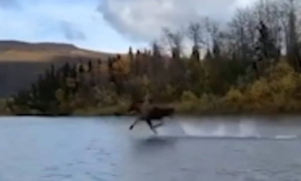 Moose Running on Water Explained: Unveiling the Astonishing Phenomenon ...