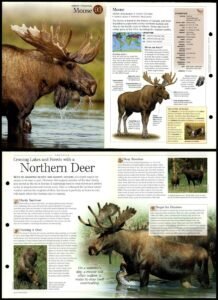 Moose Vs Cow Size: Uncovering the Mammoth Size Difference - Best ...