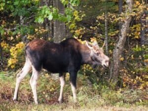 Moose Where Do They Live: Unveiling Their Natural Habitat - Best ...
