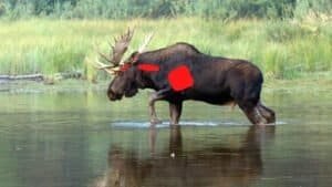 Shot Placement for Moose: Mastering the Perfect Kill Shot - Best ...