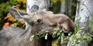 What Do Moose Like to Eat: Unveiling Their Appetite & Preferences ...