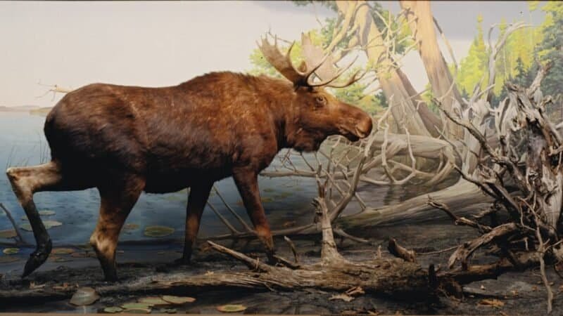 When are Moose in Rut? Insider Secrets Revealed! - Best Wildlife Cameras