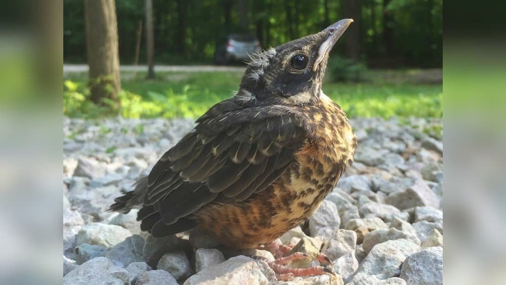 How Do Birds Learn to Fly? Fascinating Insights Explained ...