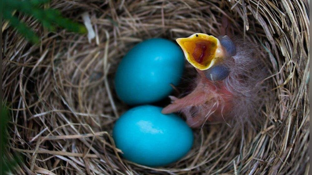 Why are Bird Eggs Different Colors? Nature’s Hidden Secrets ...
